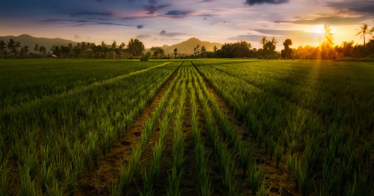 Golden Harvest Sales Representative job in us, Mason City | Syngenta